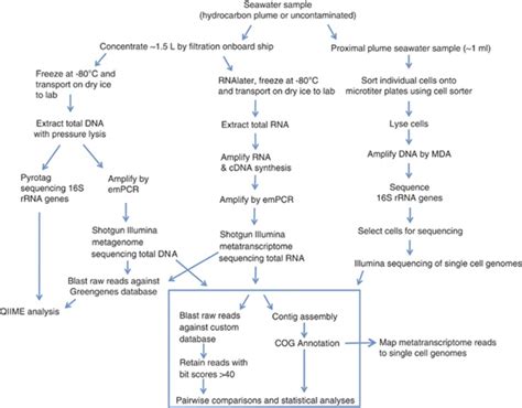 Methods Schematic Each Type Of Molecular Approach—metagenomics