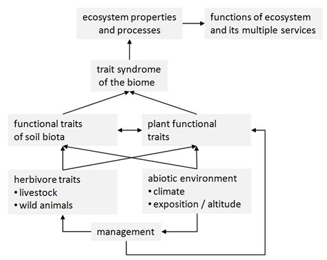 Linkages Between Functional Traits Of Plant Soil And Animal In