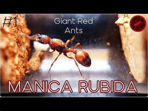 I Remastered My Giant Red Ant Queen Introduction R Antscanada