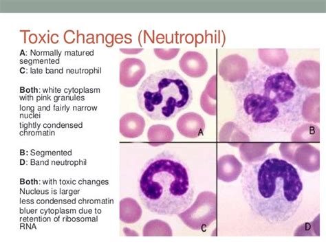 Hematology Basics Pt 2