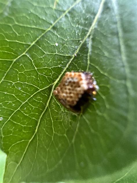Wheel Bug Egg Cluster Rinsects
