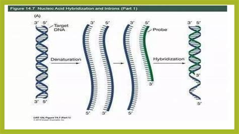 Genetic Methods Of Microbial Taxonomy Ppt