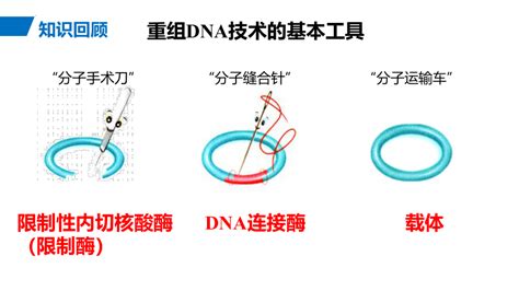 [生物]生物人教版 2019 选择性必修3 3 2基因工程的基本操作程序 共22张ppt2份视频 课件 课件下载预览 二一课件通