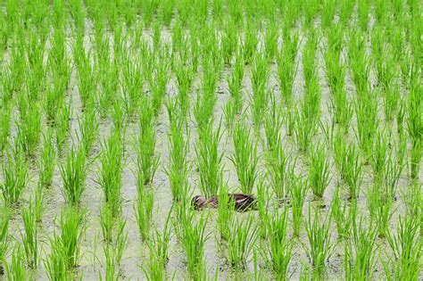 Rayfact Mj 90mm F4 4