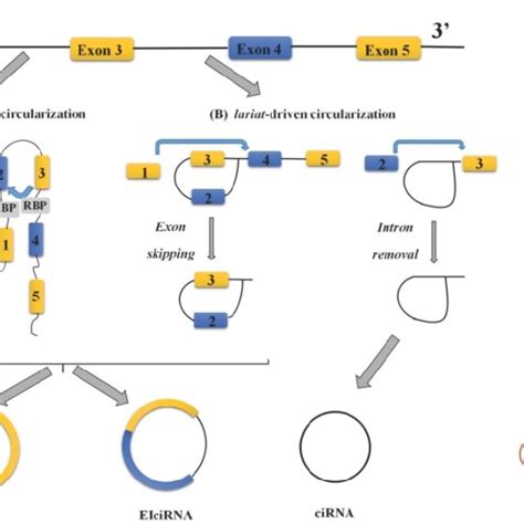 The Formation Process And Classification Of Circrna A Download