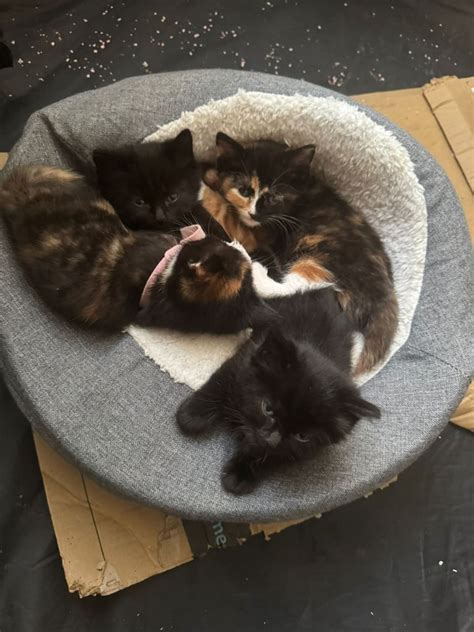Adorable Kittens Russian Blue X Tabby In Feltham London Gumtree