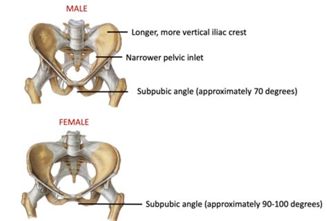 11 Lower Limb I Hip To Knee Flashcards Quizlet