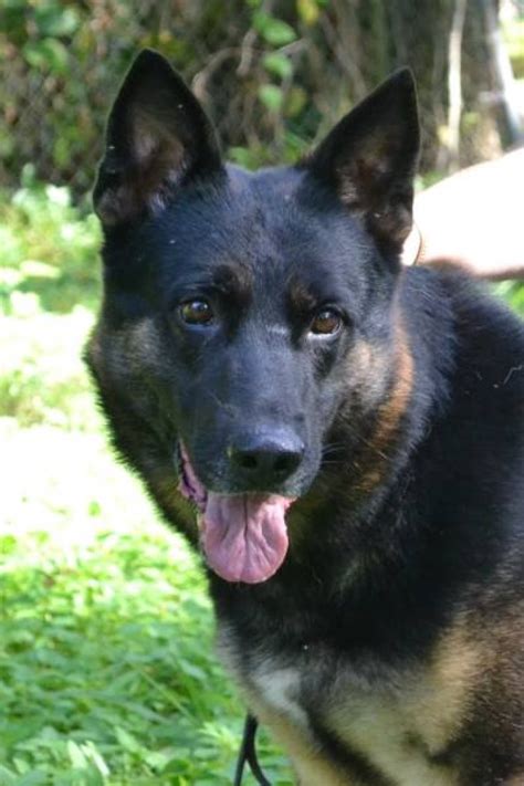 Pico Head Jigsaw Puzzle In Beth Rood Puzzles On TheJigsawPuzzles Com