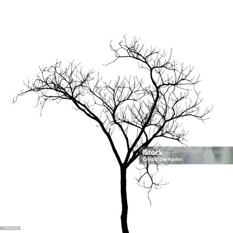 복잡한 가지 벡터를 가진 잎이 없는 나무의 미니멀한 실루엣 자연에서 영감을 받은 디자인 그래픽 아트 장식 프린트 환경 프로젝트 책 표지 포스터에 적합합니다 0명에 대한 스톡