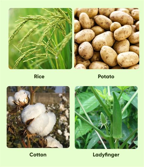 Ulala Insecticide Rythu Agro