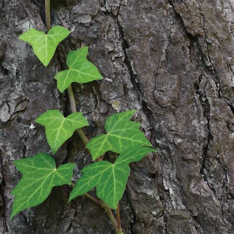 Ivy Background
