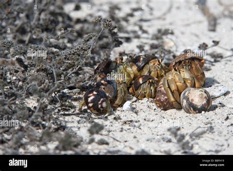 Hermit Crabs Hi Res Stock Photography And Images Alamy