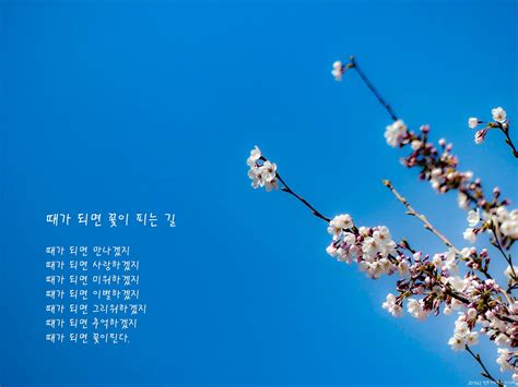 사진과시 때가 되면 꽃이 피는 길 때가 되면 만나겠지 때가 되면 사랑하겠지 때가 되면 미워하겠지 Facebook