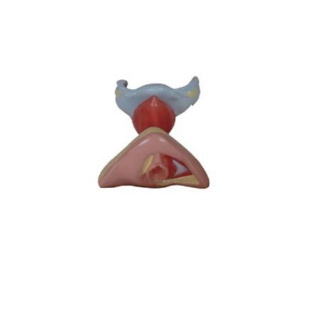 Mixed Colour Medical Model Female Internal External Genital Organs Models At Rs 1766 In Kolkata