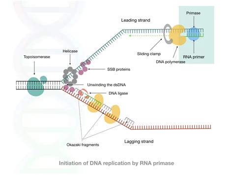 What Removes Rna Primer In Dna Replication At Anthony Hicks Blog