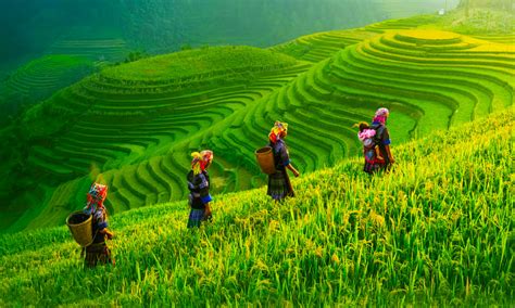 20 Days Ultimate Vietnam Tour Package Tripadeal