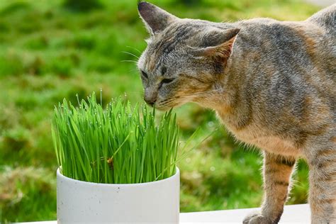 Catnip Vs Cat Grass For Our Felines Forest Hill Veterinary Hospital