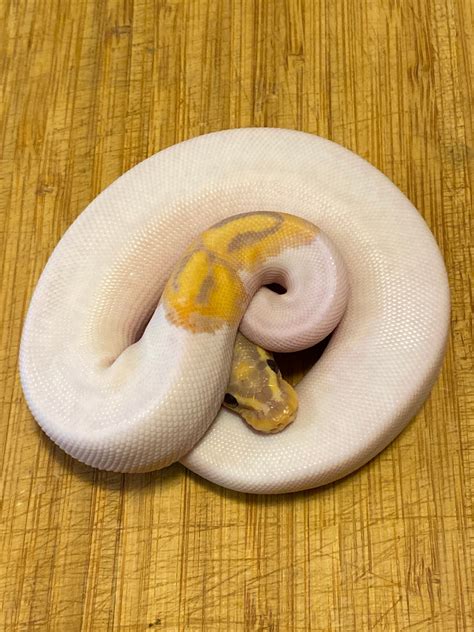 Banana Pied Ball Python by Cellar Snakes - MorphMarket