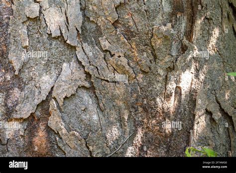 Southern Magnolia Tree Bark