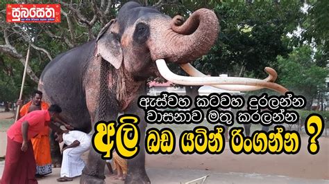 අලි බඩ යටින් රිංගන්න Youtube