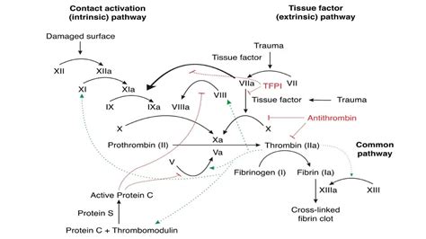 Coagulation Cascade Secondary Hemostasis Pathways And Factors
