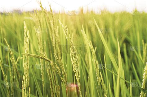 早上的稻田。小麦近距离。美丽的自然日落景观。阳光下的乡村风光 早上的稻田。小麦近距离。美丽的自然日落景观。阳光下的乡村风光