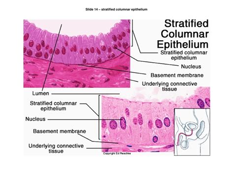 Ppt Exploring Tissues Epithelial And Connective Tissue Overview
