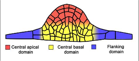 Figure 2 From Lateral Root Primordium Morphogenesis In Angiosperms