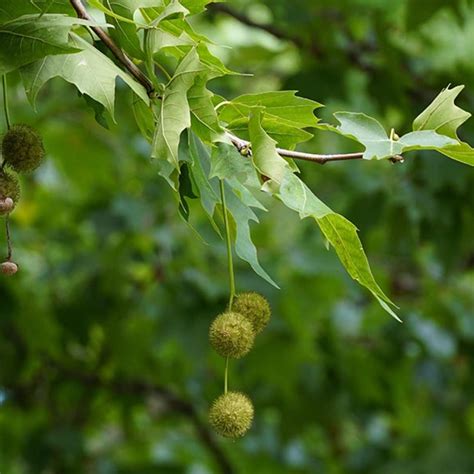 American Sycamore Tree Seeds — Platanus Occidentalis Shade Giant