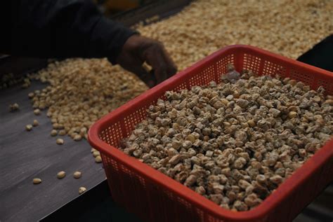Maize Seed Quality Control At Small Seed Company Bidasem Flickr