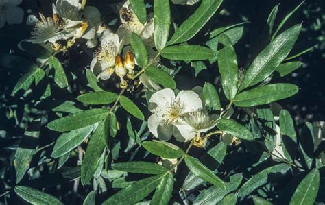 Eucryphia Moorei Australian Plants Society