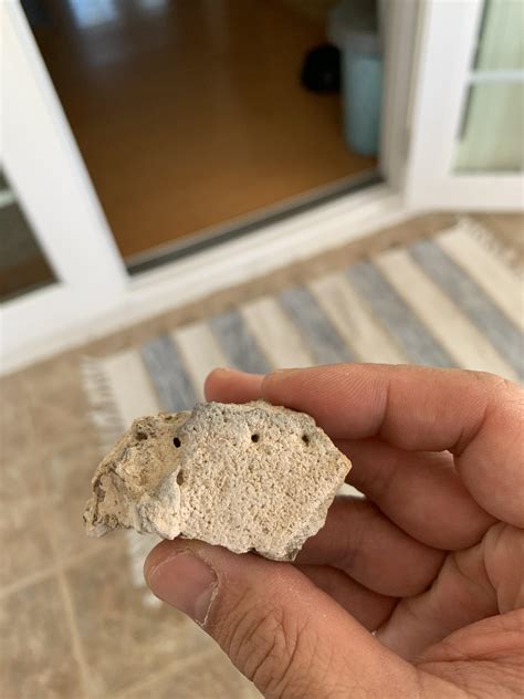 Found Near Known Bivalve Fossil Site Is This Bone Rpaleontology