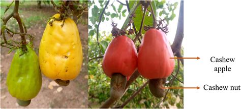 Cashew Nut Fruit