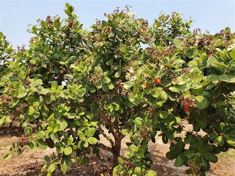 ប្រធានមន្ទីរកសិកម្មខេត្តកំពង់ធំ ៖ ដំណាំស្វាយចន្ទីនៅក្នុងខេត្ត ជាដំណាំមានសក្តានុពលមួយ