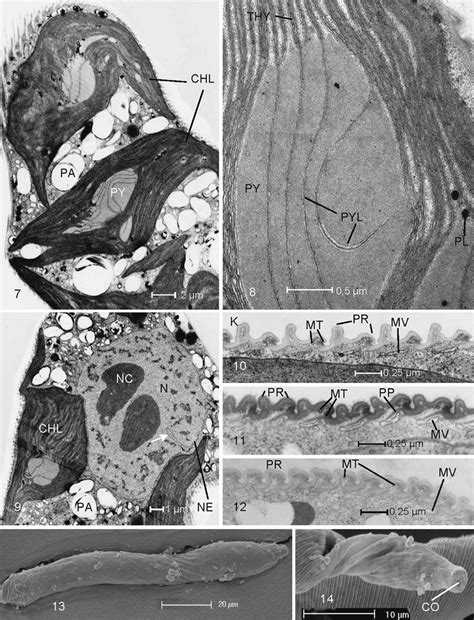 Euglena Satelles 7 Chloroplasts Chl With Large Pyrenoids Py And