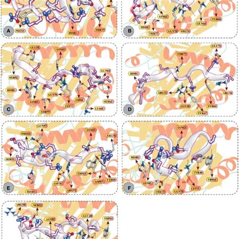 Molecular Docking Of Htl Peptides And Hla Class Ii Molecules A