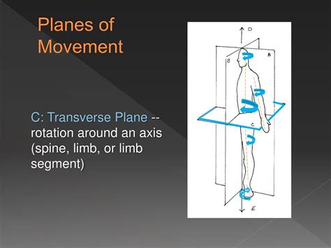 What Is Transverse Rotation Cardinal Planes And Axes Of Movement