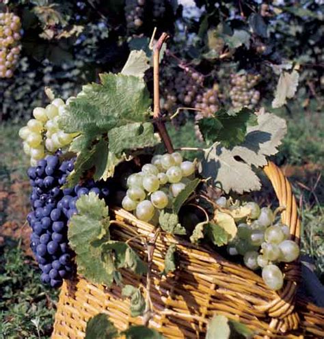 საქართველოს რეგიონები კახეთი