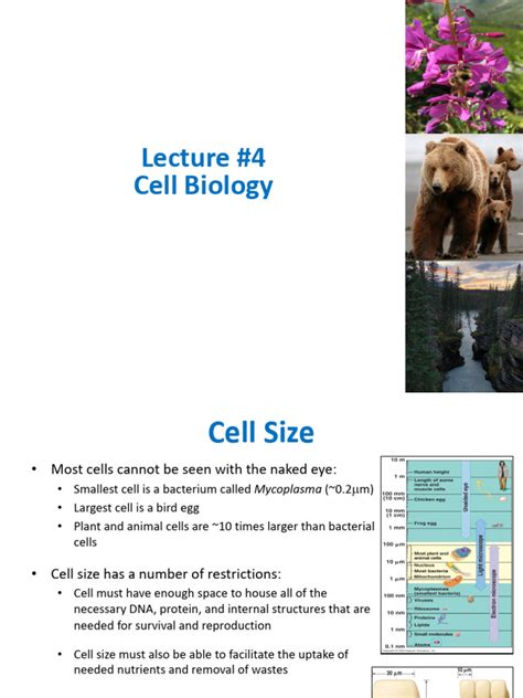 Biology 1000 Lecture 4 Pdf Endoplasmic Reticulum Cell Biology