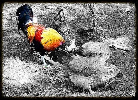 Norfolk Virginia Zoo Vacation Road Trips Norfolk Virginia Norfolk