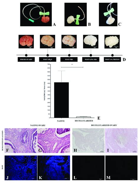 Whole Ovary Perfusion Decellularization Efficiency Evaluation