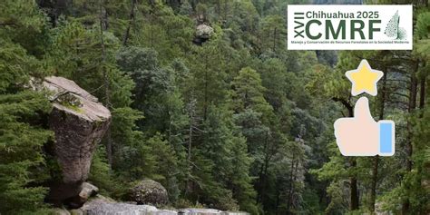 Bosque De Durango Destaca Por Su Buen Aprovechamiento Forestal A Nivel