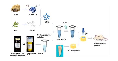 Carbon Dot Based Photo Cross Linked Gelatin Methacryloyl Hydrogel Enables Dental Pulp