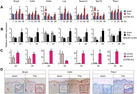 A And B Relative Expression Of 7 Genes Bmp2 Cd44 Krt6a Lep