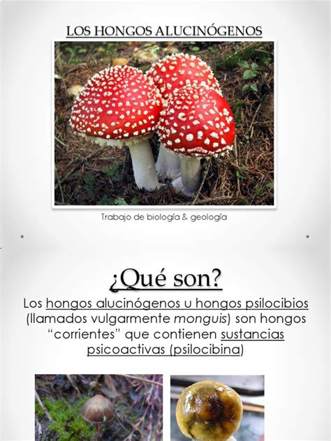 Los Hongos AlucinÓgenos Psilocibina Alucinógeno