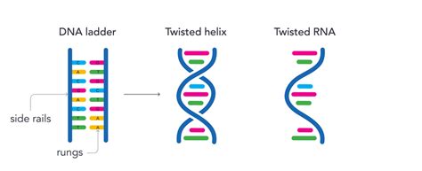 Genomics 101 Rna Vs Dna Whats The Difference Genomics England