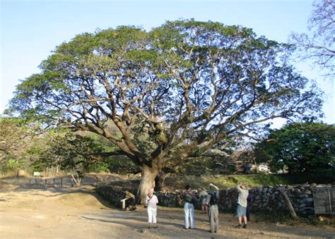 Albizia Saman Rain Tree