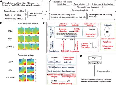 Transcriptome And Proteome Analysis Process Of The Synergism Between