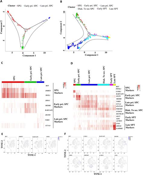 Dynamic Spermatogenic Gene Expression Patterns And Cell Type Specific