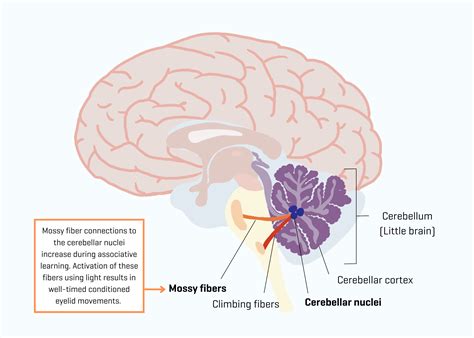 Our Cerebellar Nuclei Turn Out To Be More Important Than Initially